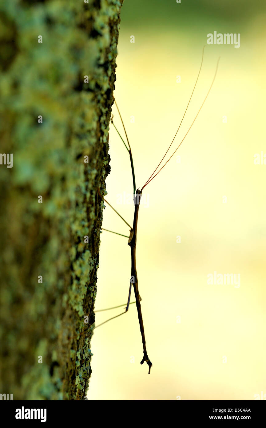 Stick insect camouflage hi-res stock photography and images - Alamy
