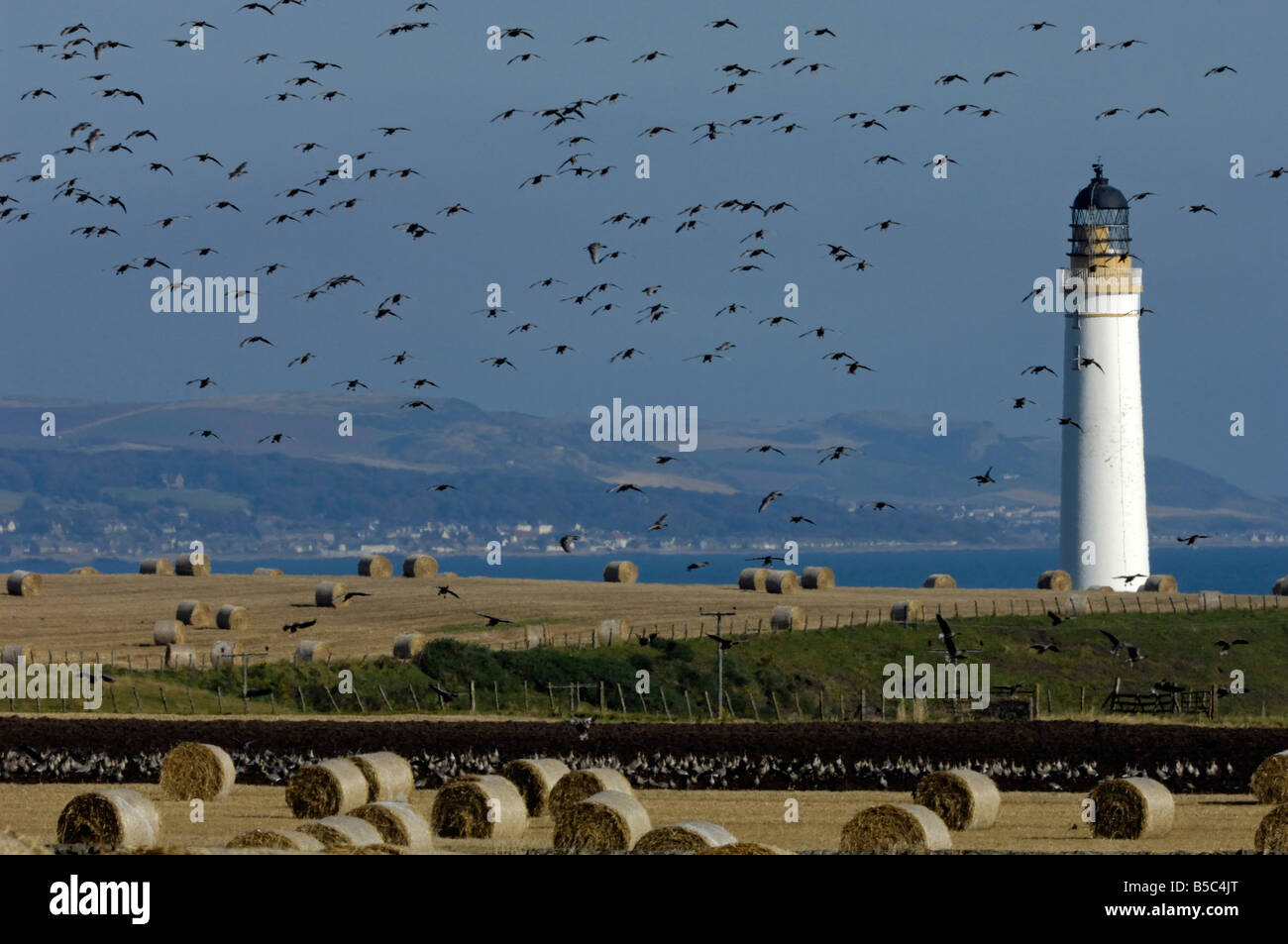 Angus scotland geese hi-res stock photography and images - Alamy