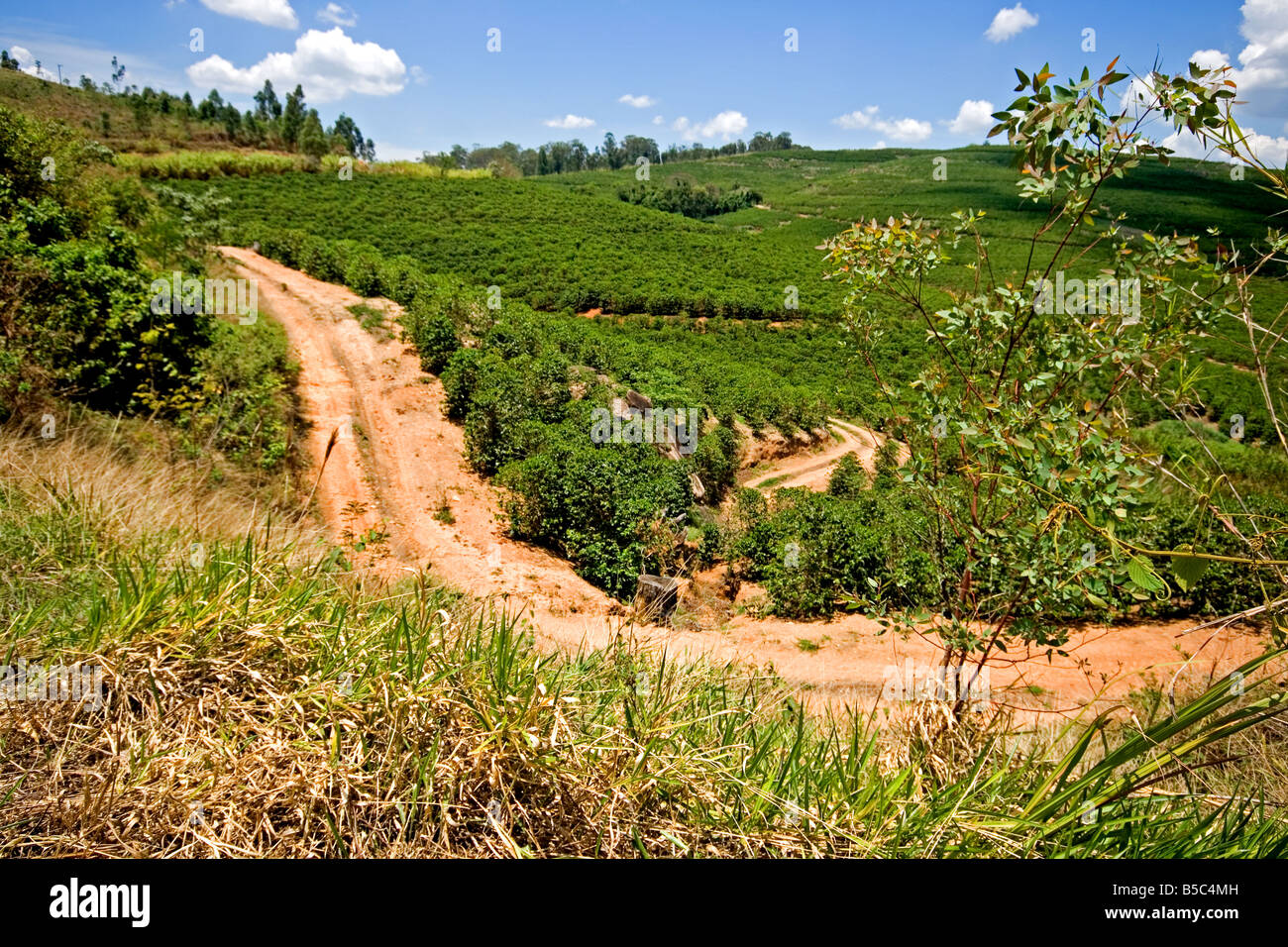 Coffee plantation in Brazil Stock Photo - Alamy
