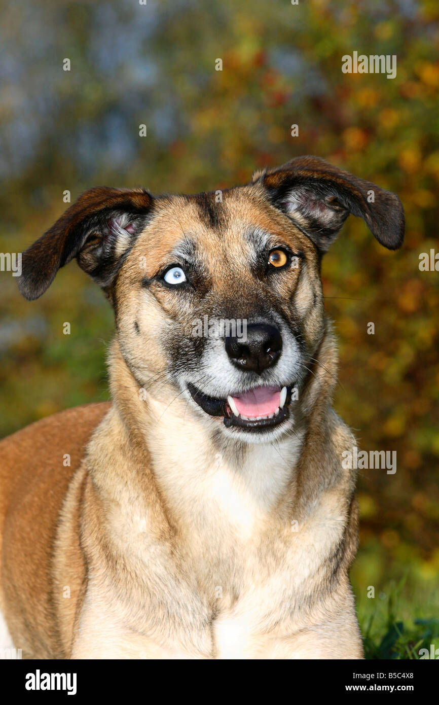 Odd eyed dog hi-res stock photography and images - Alamy