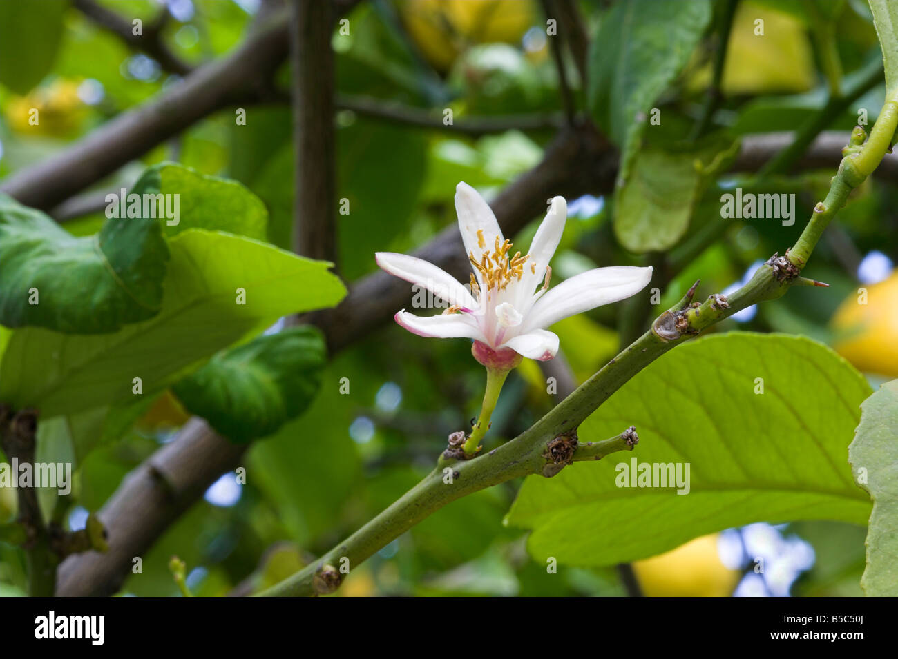 Lemon fruit buds hi-res stock photography and images - Alamy