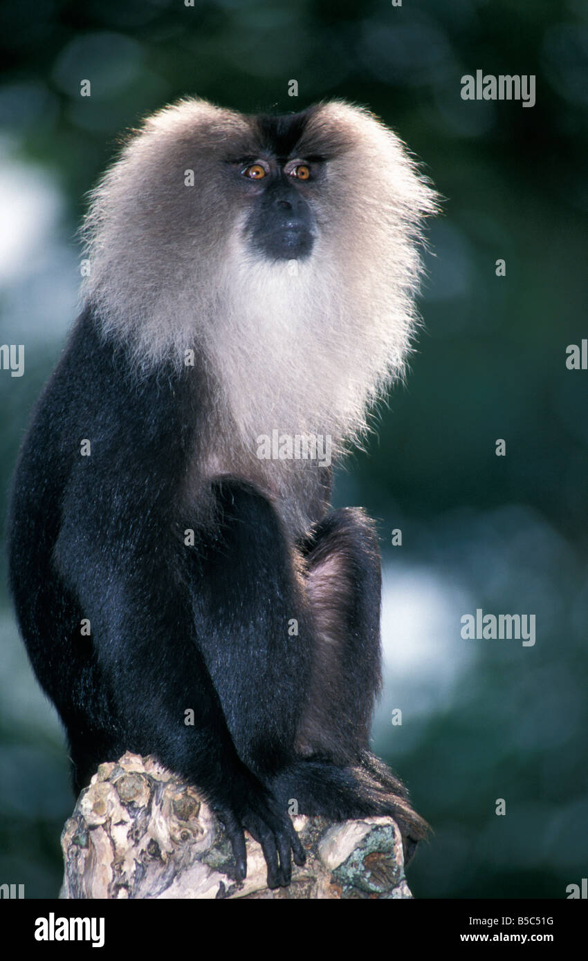 macaque ouanderou Lion tailed Macaque Macaca silenus Asia Southeast ...