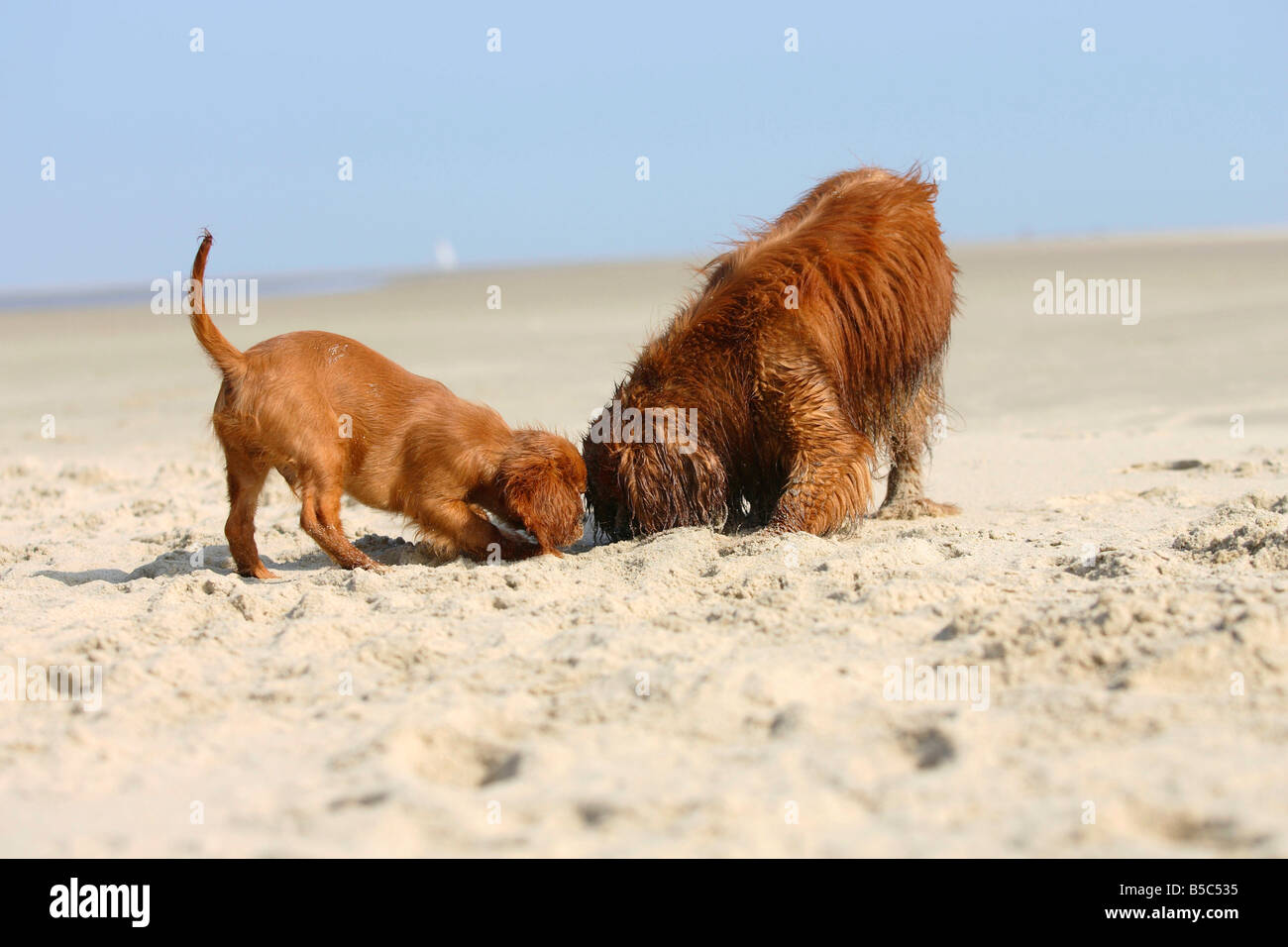 Cavalier King Charles Spaniel with puppy 14 weeks ruby digging Stock ...