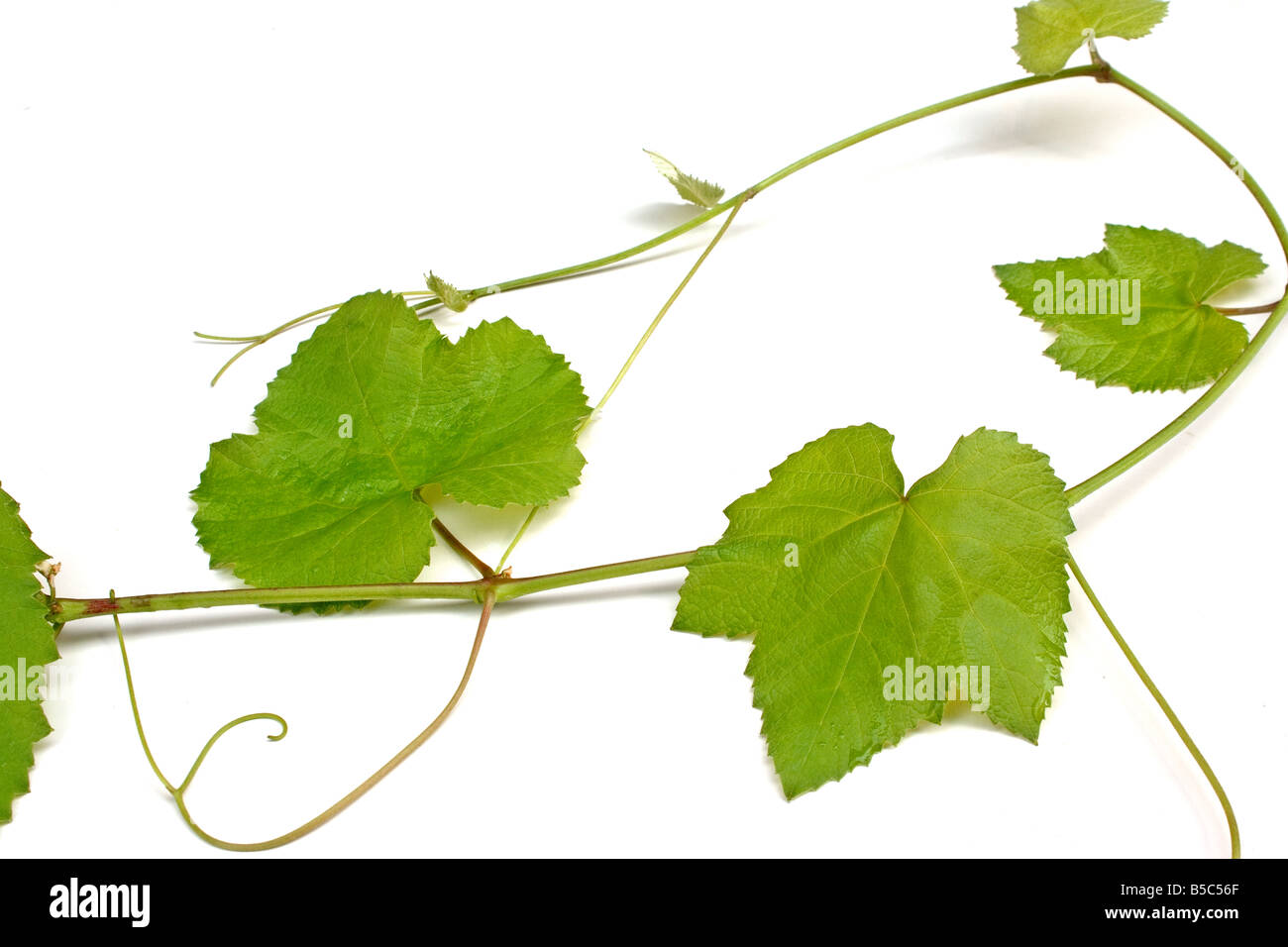 Grape vine hi-res stock photography and images - Alamy