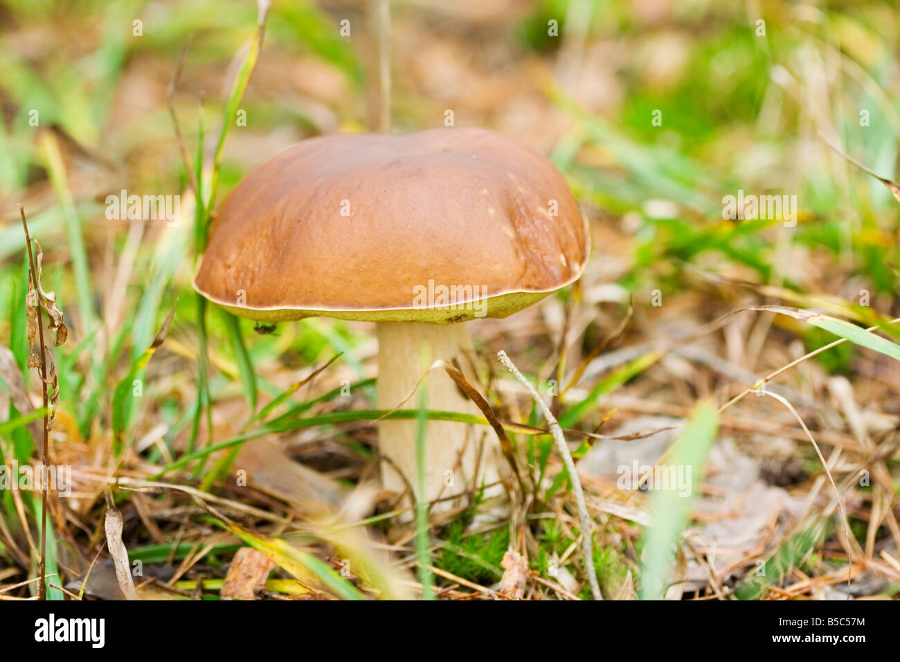Xerocomus Badius Stock Photos & Xerocomus Badius Stock Images - Alamy