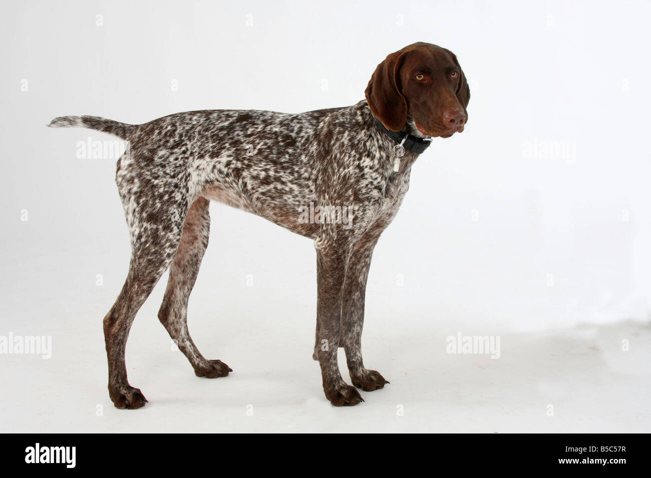 German Shorthaired Pointer side Stock Photo - Alamy