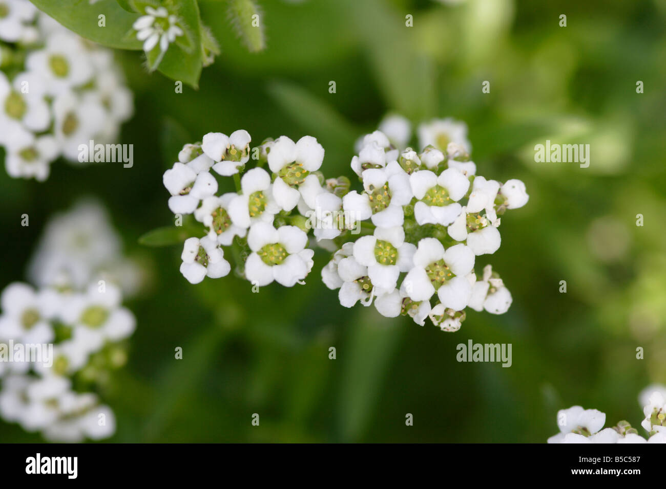Alyssum alyssum flowers lobularia hi-res stock photography and images ...