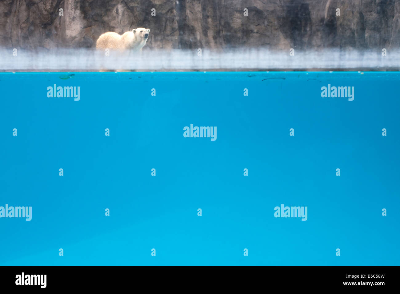 A polar bear (Ursus maritimus) in the zoo (Jardin Zoologico) in Palermo ...