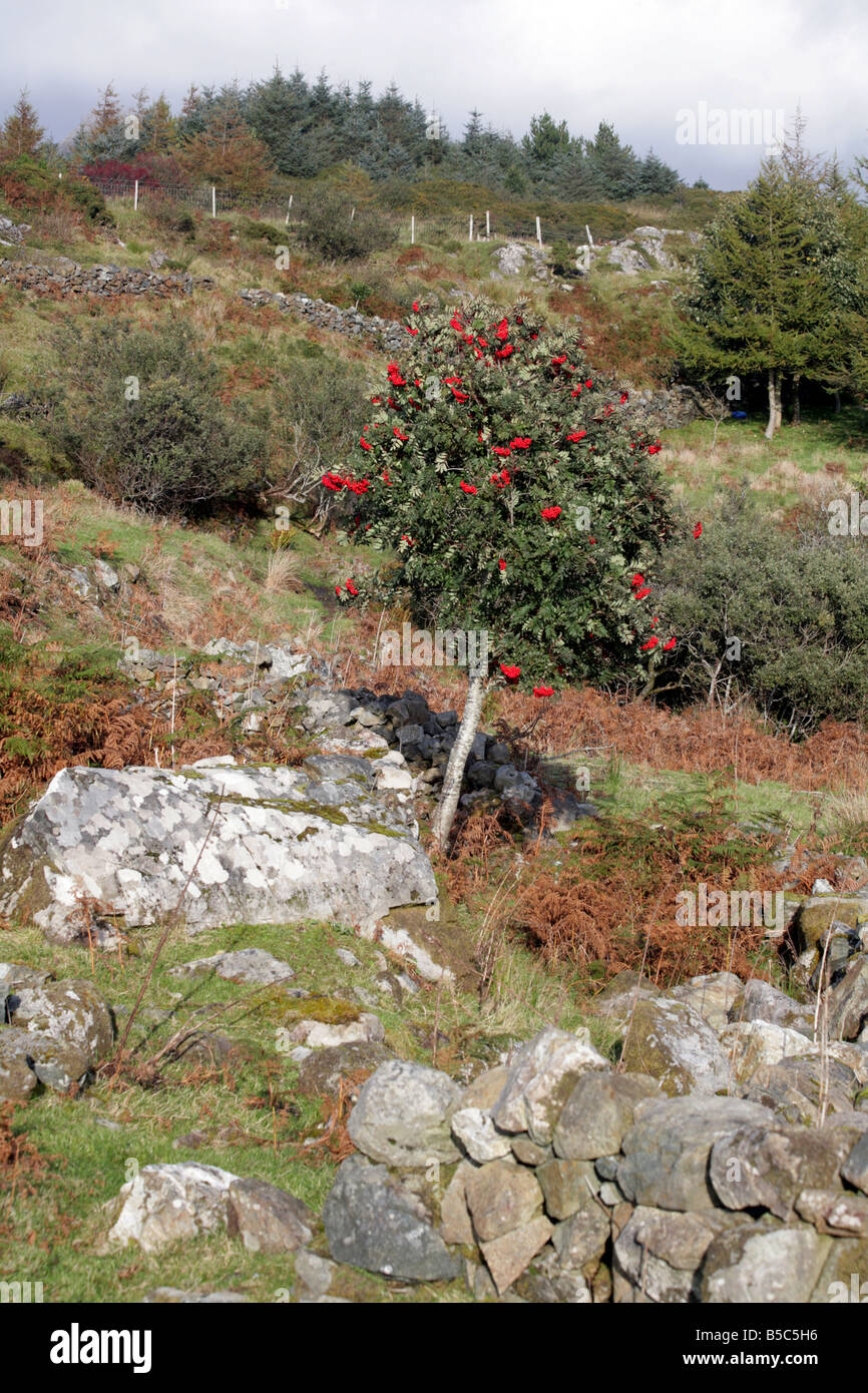 Rowan Tree by a deserted and derelict cottage Ballynahinch County ...