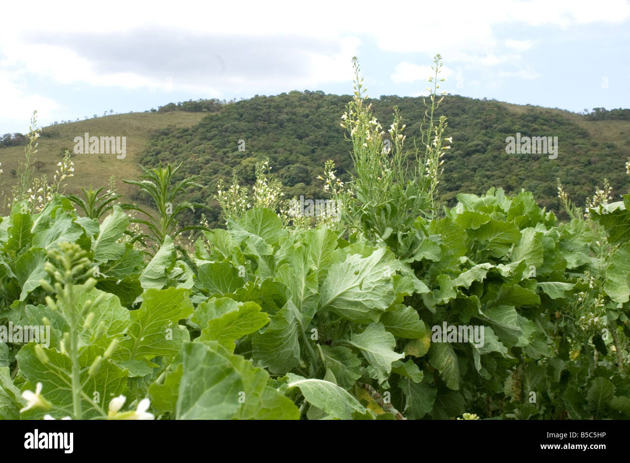 Field of collard greens hi-res stock photography and images - Alamy