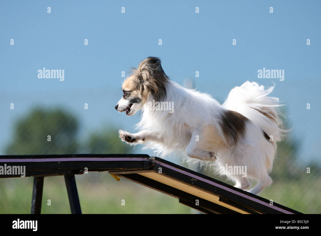 Papillion running across a dog walk at an agility trial Stock Photo - Alamy