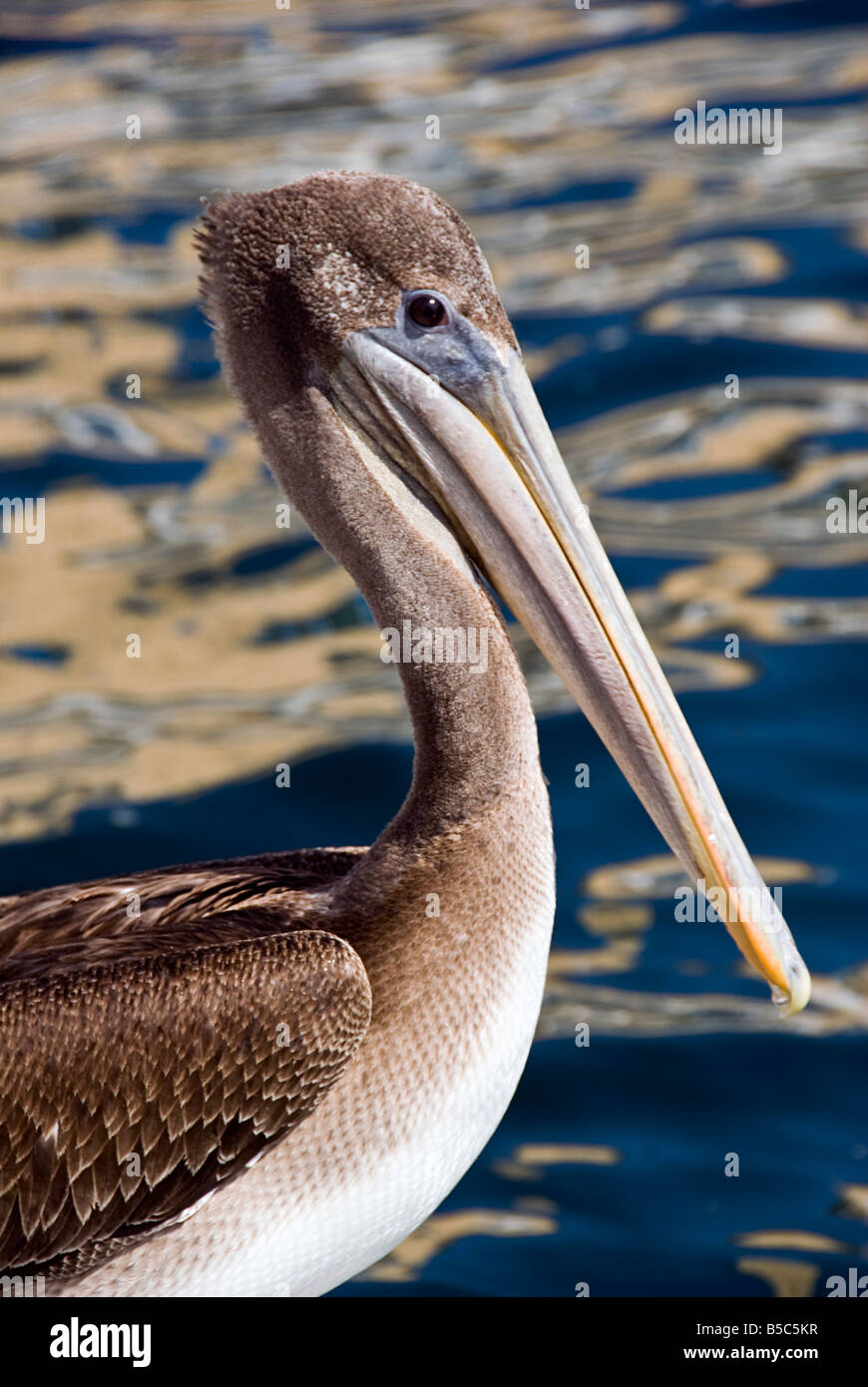 brown pelican (Pelecanus occidentalis) brown body habit of diving for ...