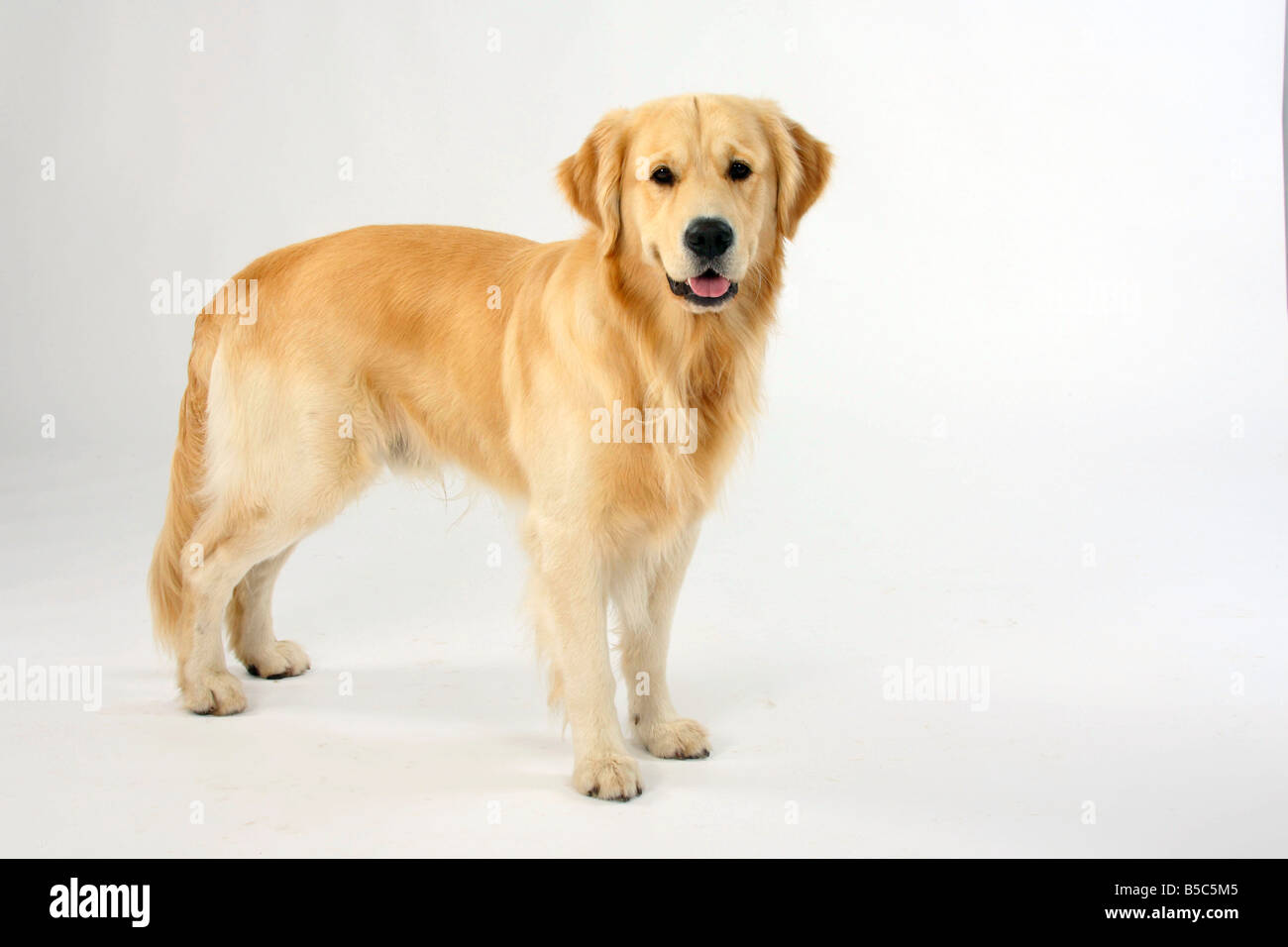 Golden retriever hi-res stock photography and images - Alamy