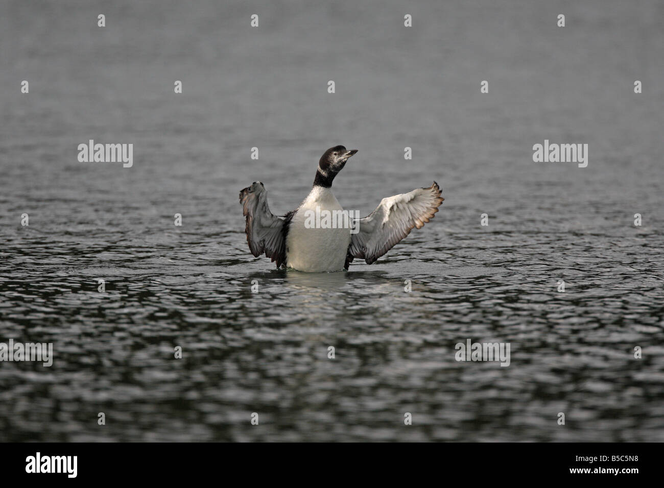 Common loon feather hi-res stock photography and images - Alamy