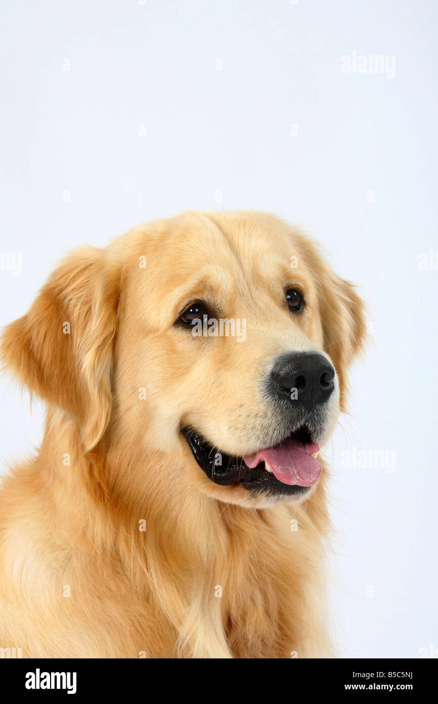 Golden retriever portrait studio hi-res stock photography and images ...