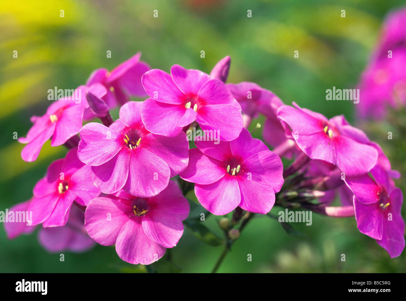 Pink cluster hi-res stock photography and images - Alamy