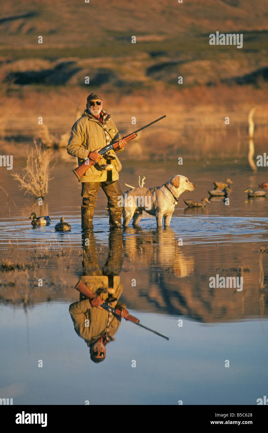 Labrador holding duck hi-res stock photography and images - Alamy