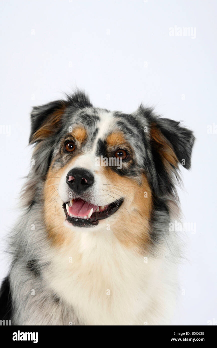 Australian Shepherd blue merle Stock Photo - Alamy