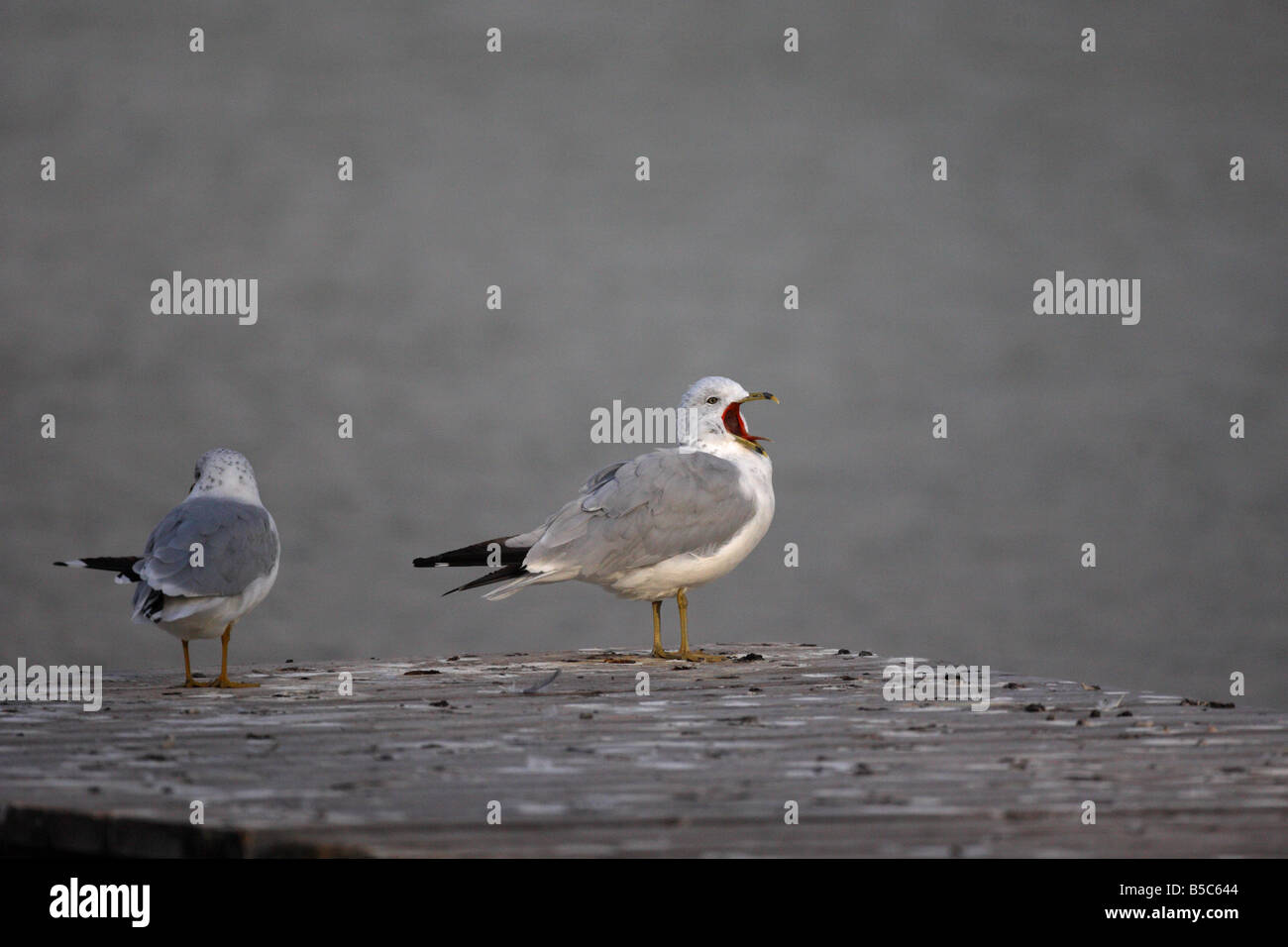 Gull yawning hi-res stock photography and images - Alamy