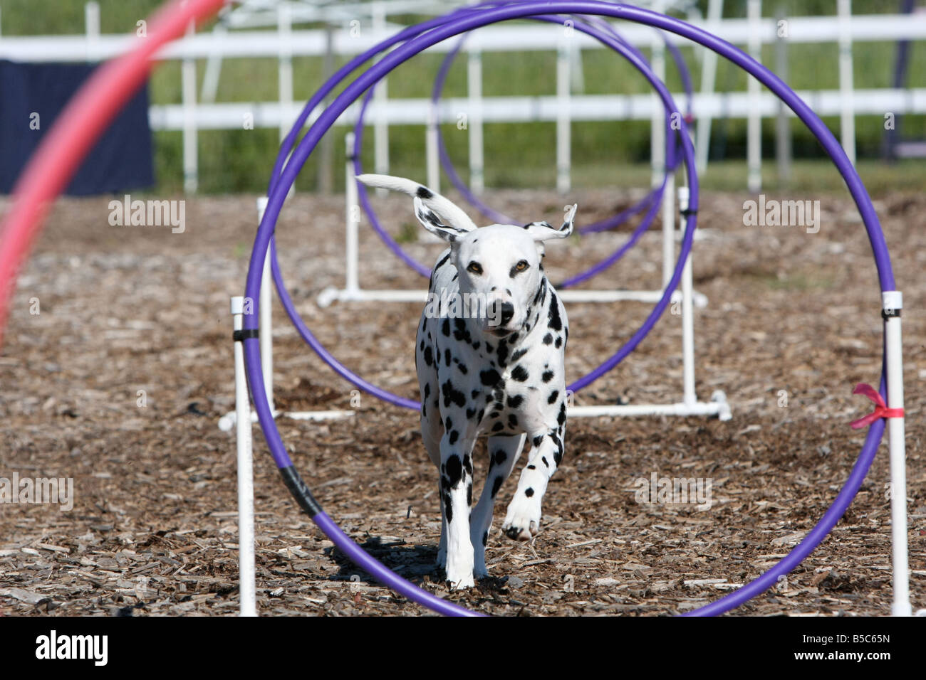 Dalmatian dog running through a hoop at an agility trial Stock Photo ...