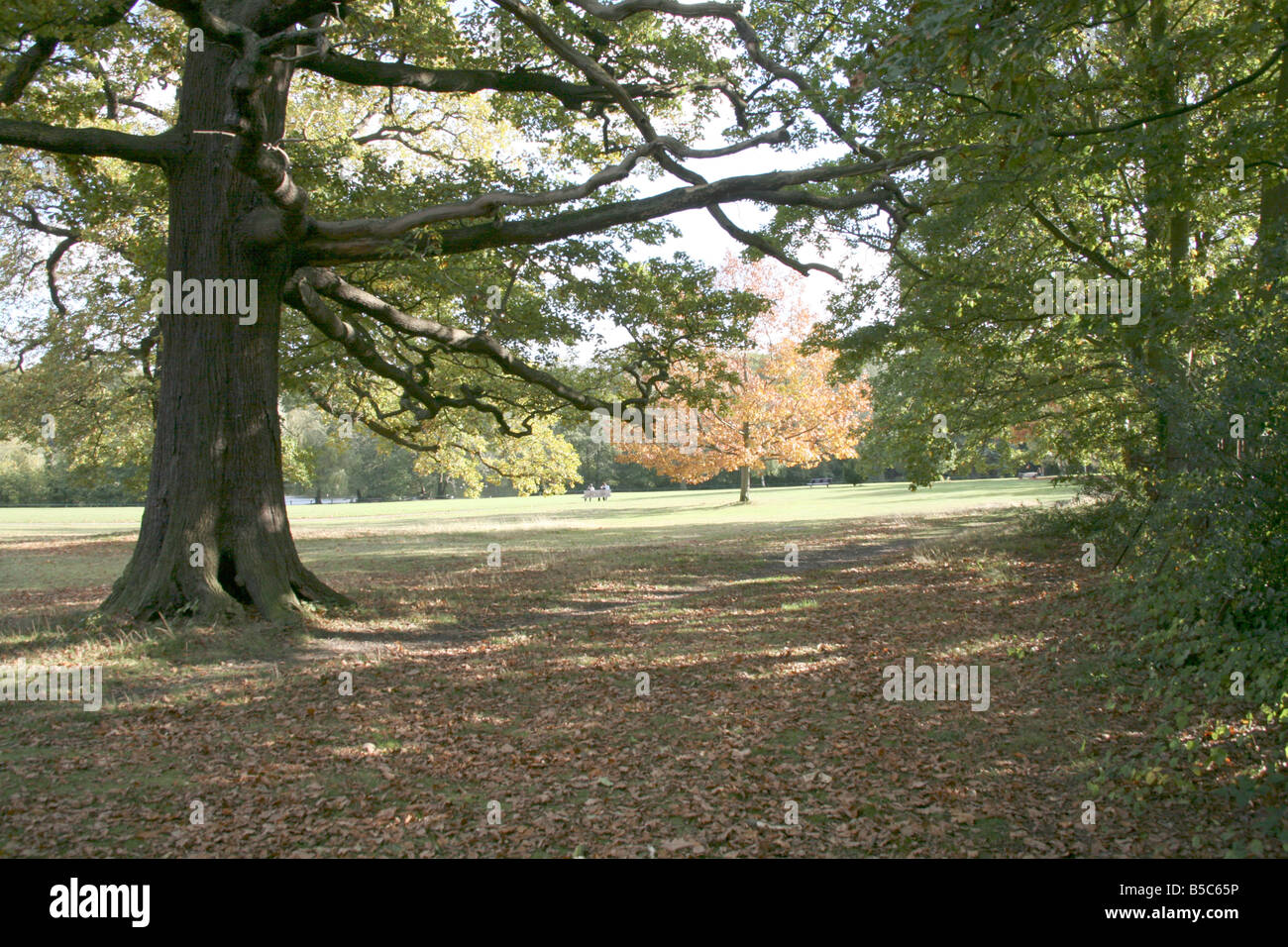 Autumn leaves and trees in park, London, United Kingdom Stock Photo - Alamy