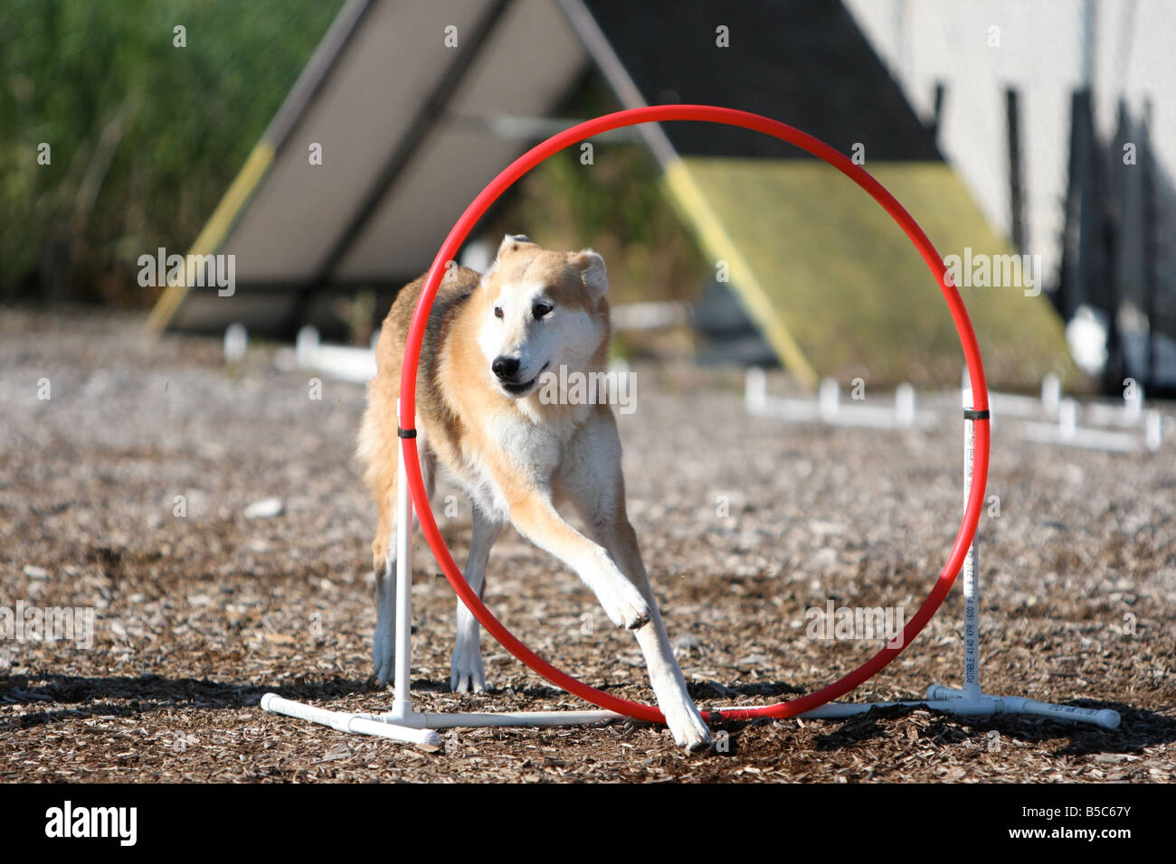 Wolf Dog Agility