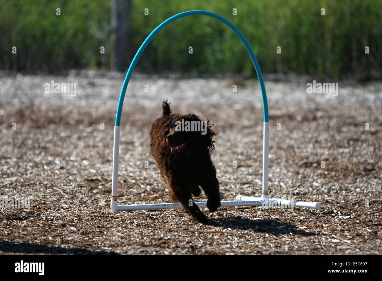 dog running through a hoop at an agility trial Stock Photo - Alamy