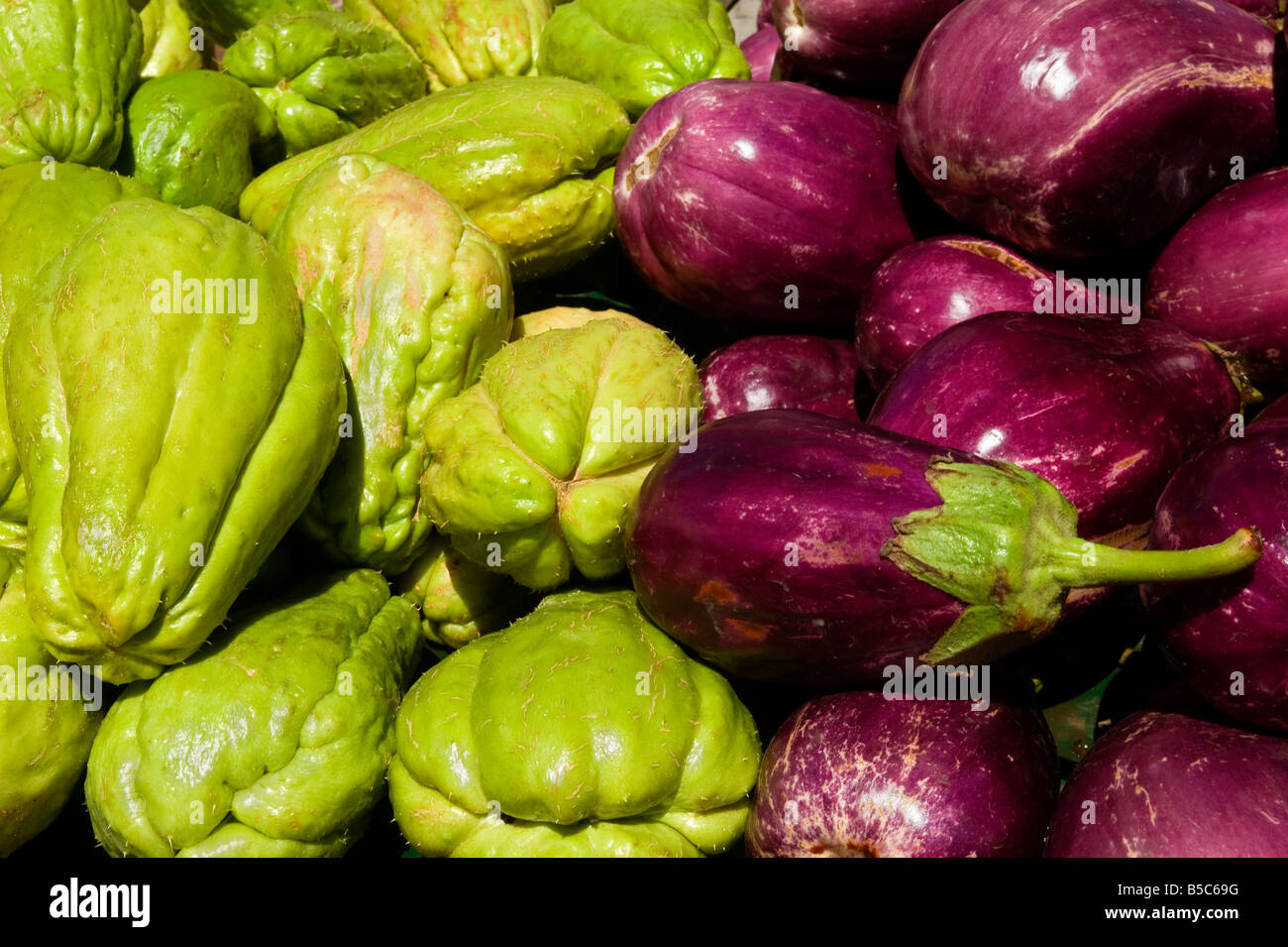 CHAYOTE Sechium Edule Stock Photo - Alamy