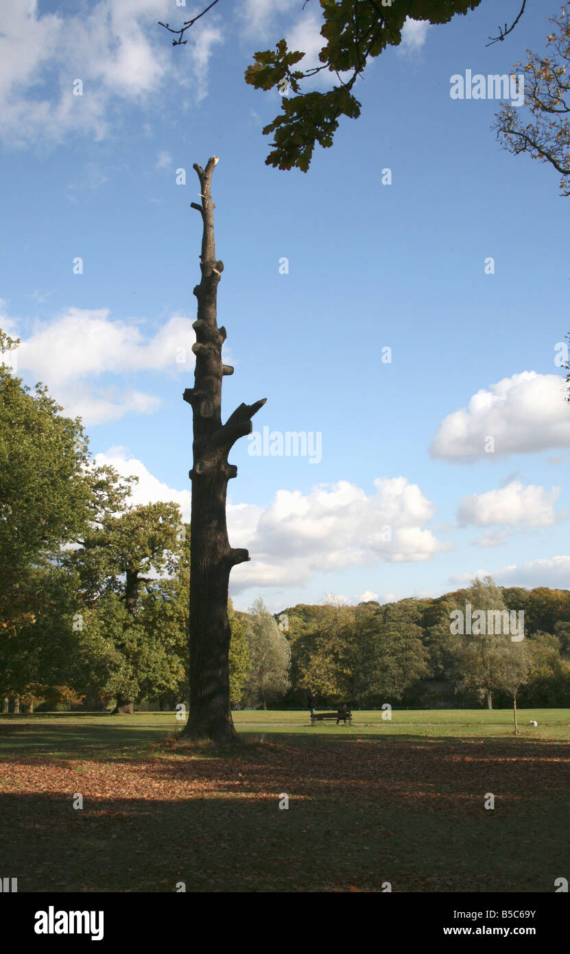 Bare tree trunk in park under blue sky with clouds, England, United ...