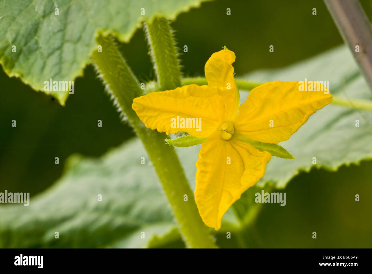 Cucumber blossom hi-res stock photography and images - Alamy