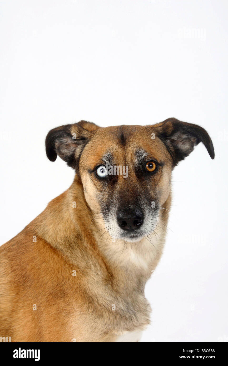 Mixed Breed Dog odd eyed Stock Photo - Alamy