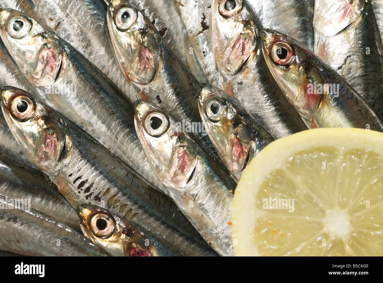 Catching sardines hi-res stock photography and images - Alamy