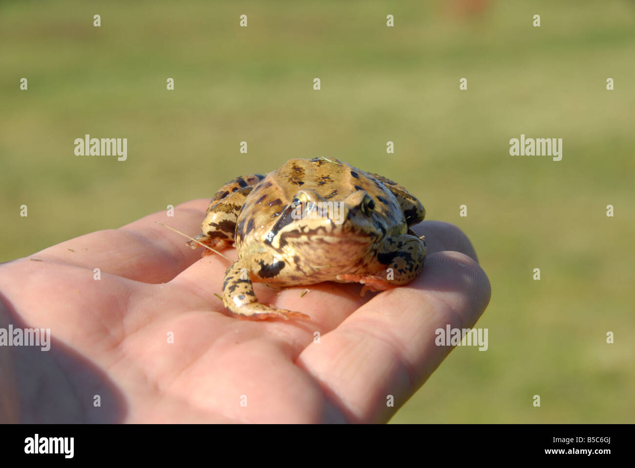 Toad in hand hi-res stock photography and images - Alamy