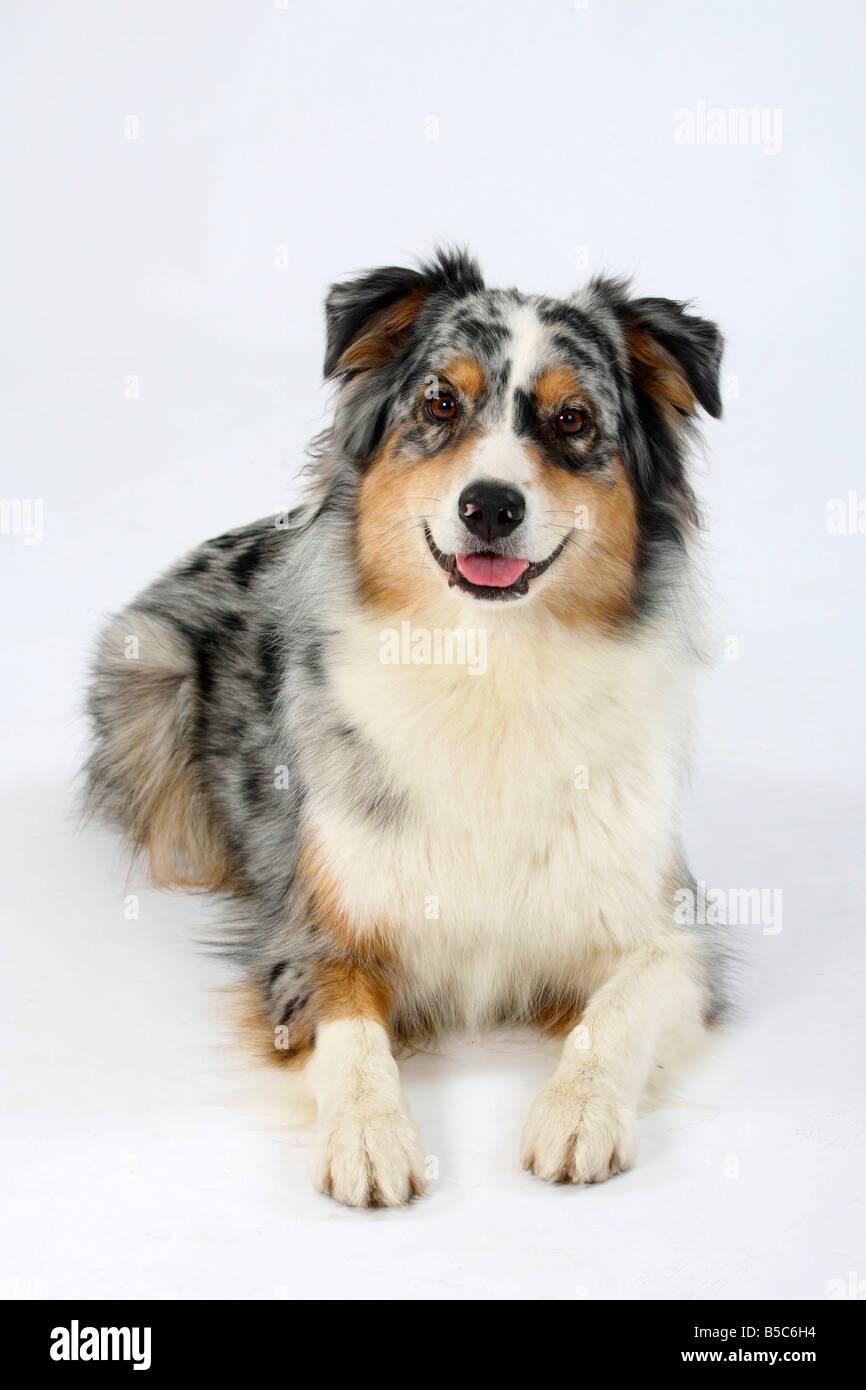 Australian Shepherd blue merle Stock Photo - Alamy