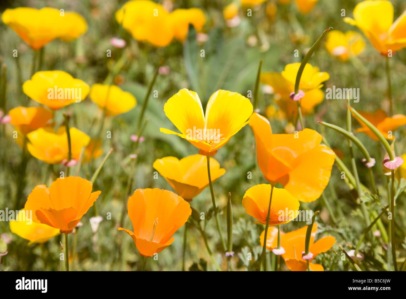 Field of yellow poppies in Seattle, Washington, USA Stock Photo - Alamy