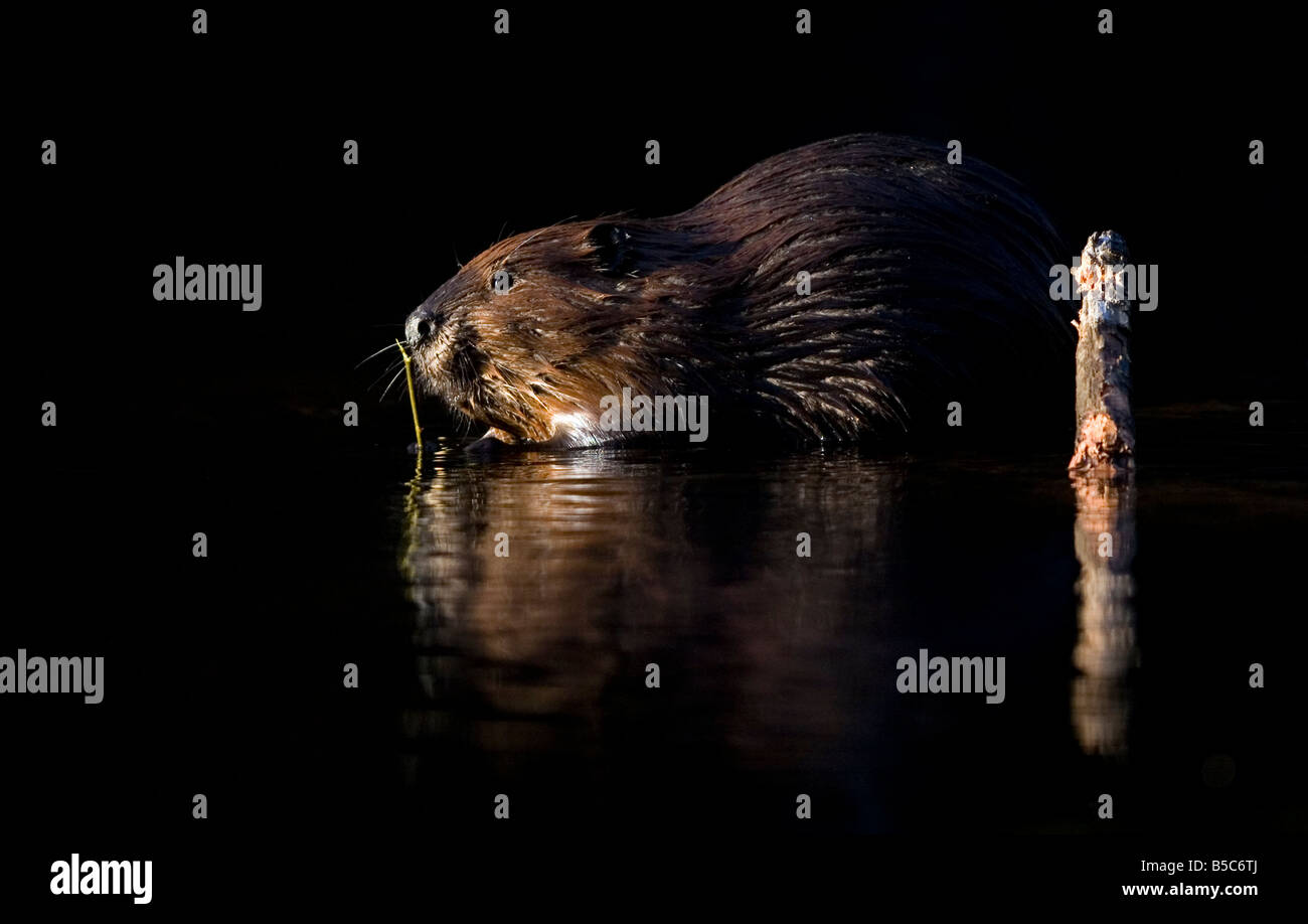 Beaver, North American beaver, Castor candadensis Stock Photo - Alamy