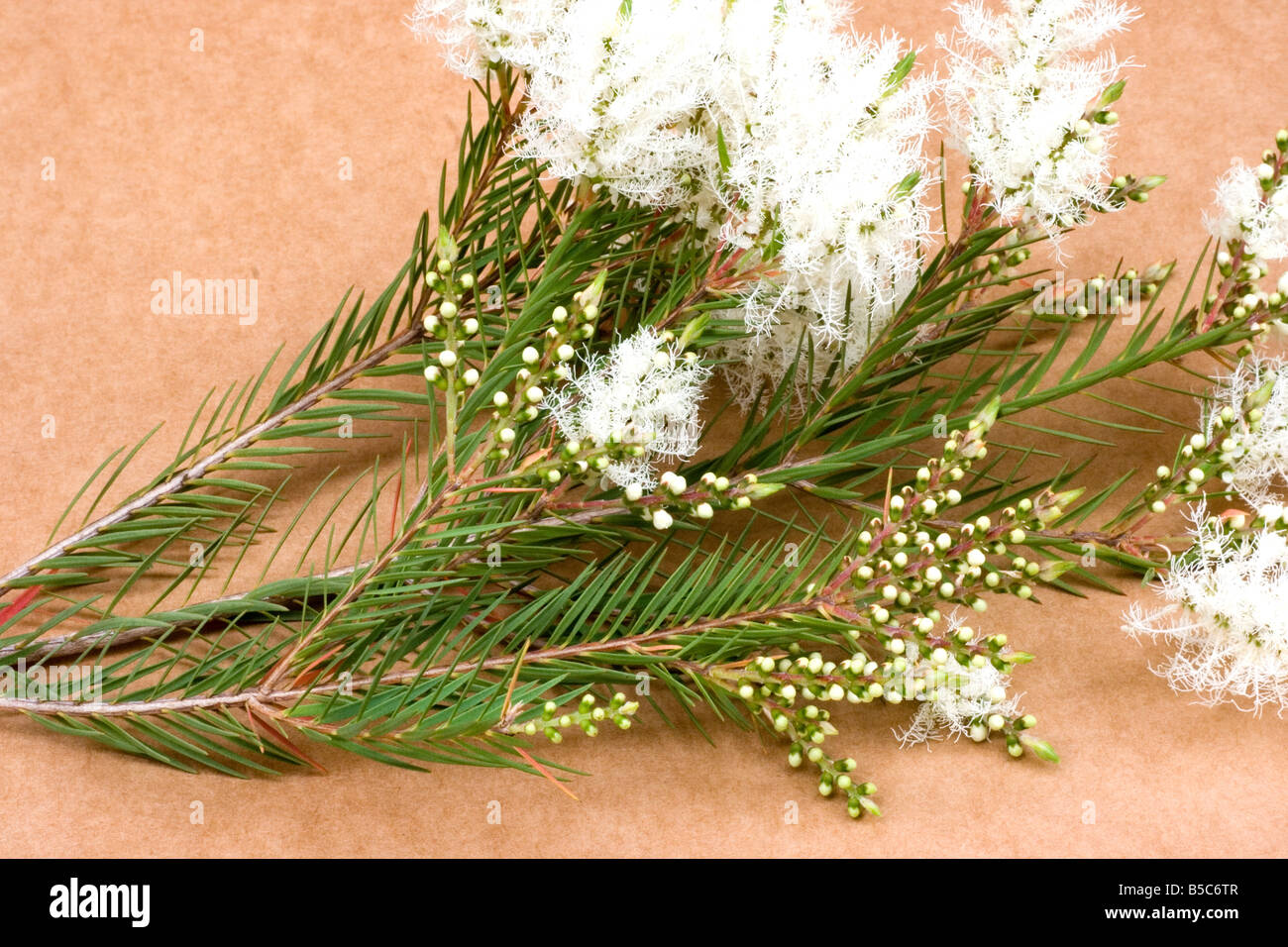 Tea tree hi-res stock photography and images - Alamy