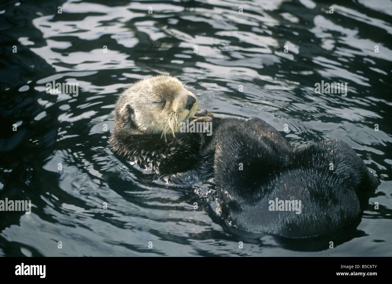Portrait of a sea otter asleep on its back in the quiet cold waters of ...
