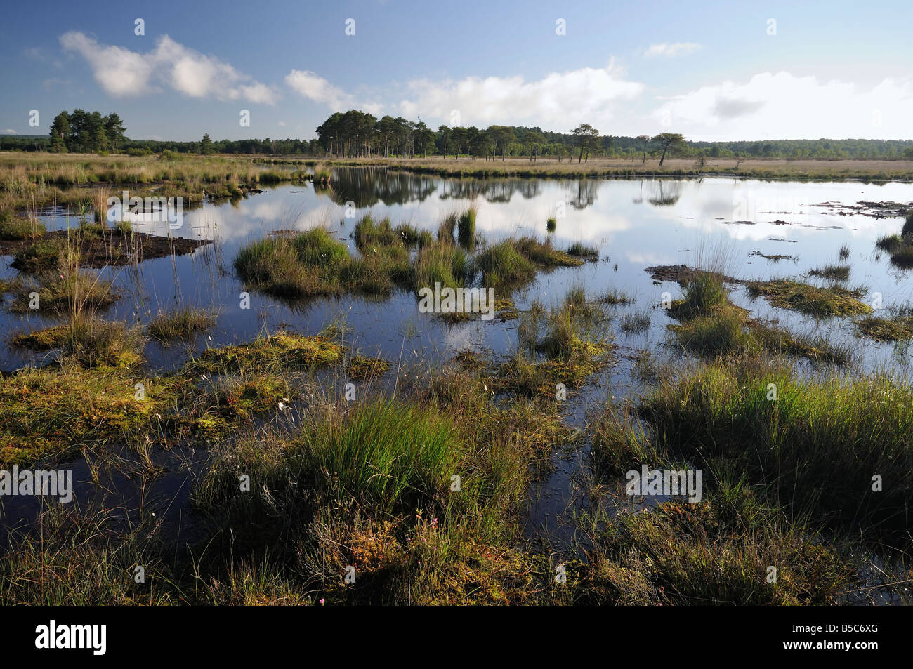 Bog Pools Thursley Common NNR Surrey Stock Photo - Alamy