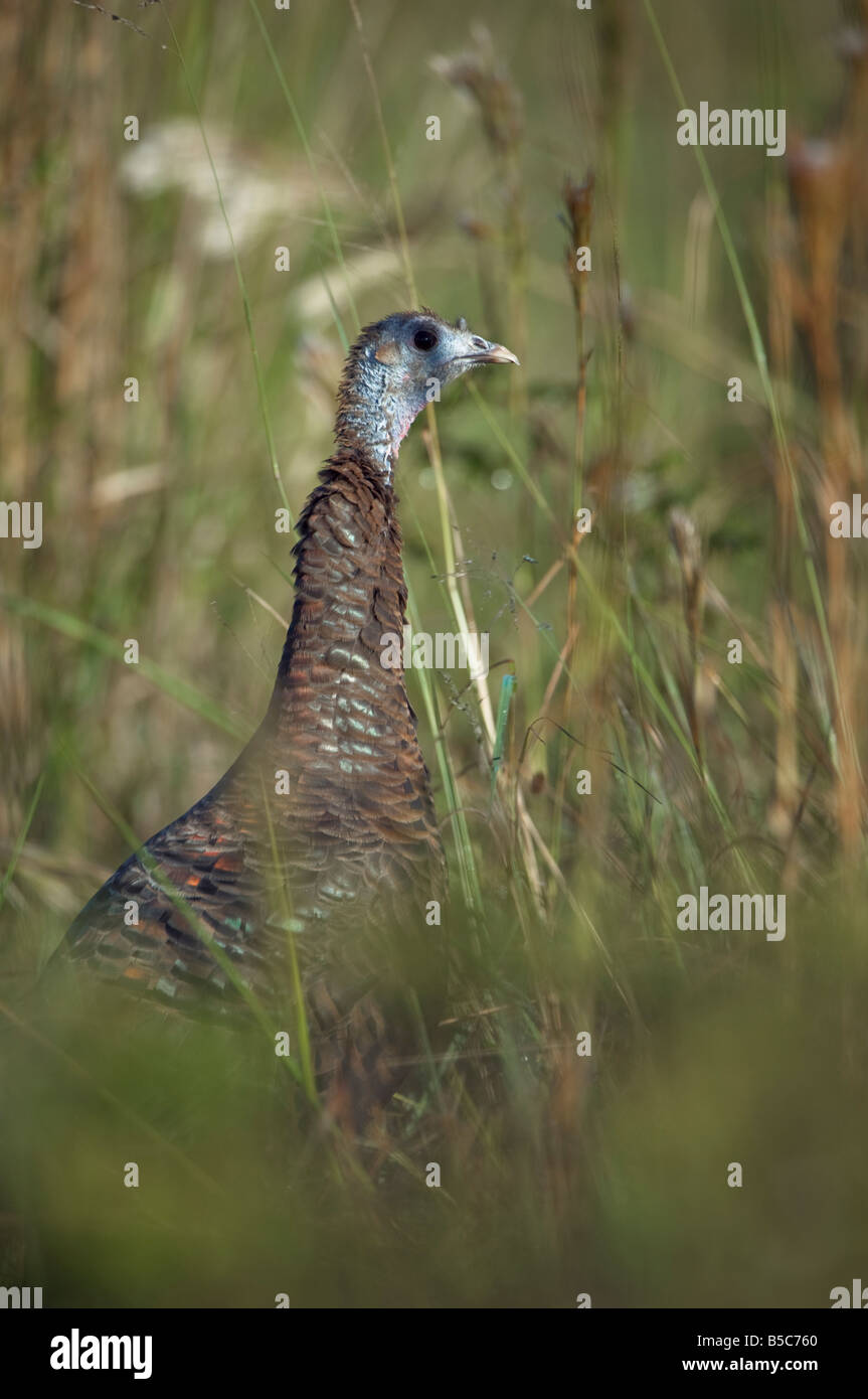 Florida Wild turkey keeping lookout in the wild Stock Photo - Alamy