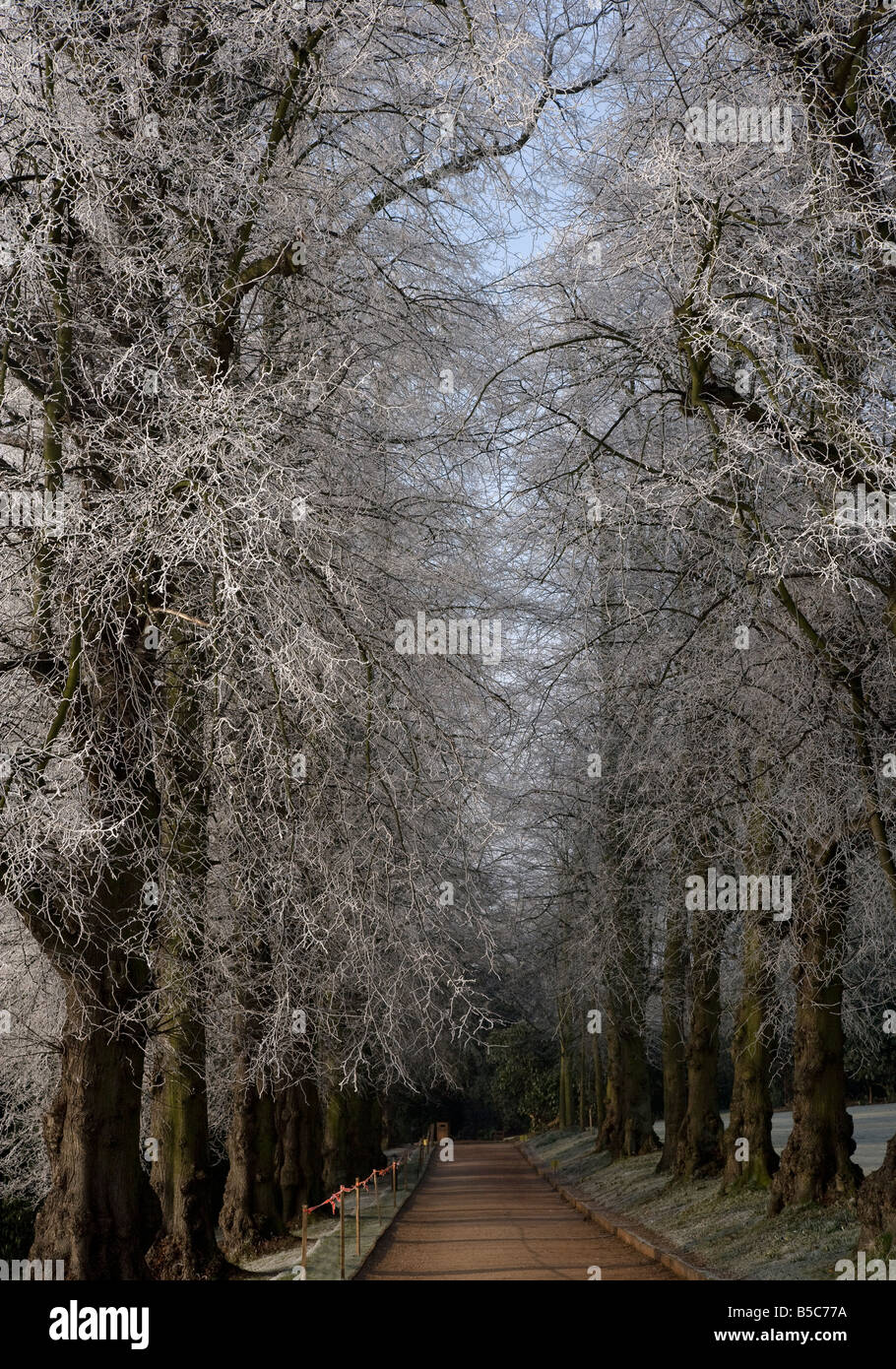 snow settling on the forest trees Stock Photo - Alamy