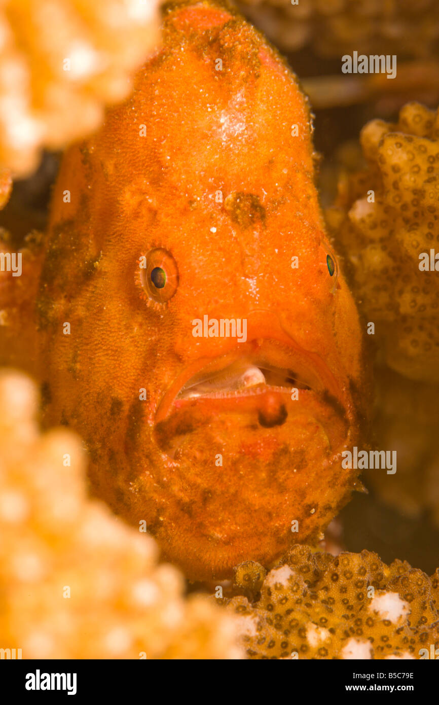 Spotfin Frogfish (Antennarius nummifer Stock Photo - Alamy