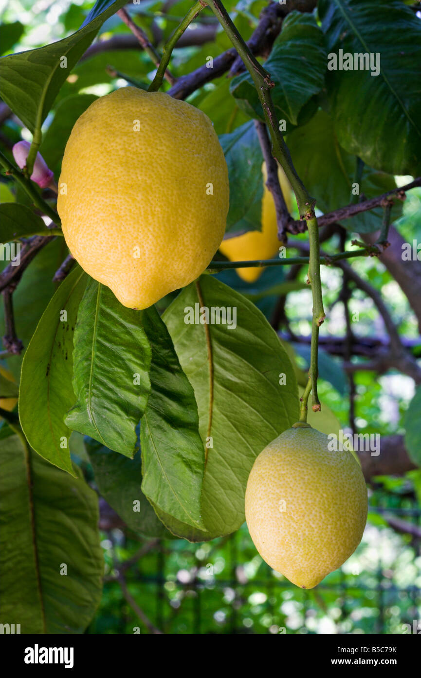 Lemons on lemon tree hi-res stock photography and images - Alamy