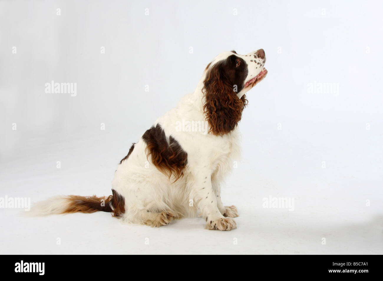 English Springer Spaniel side Stock Photo - Alamy