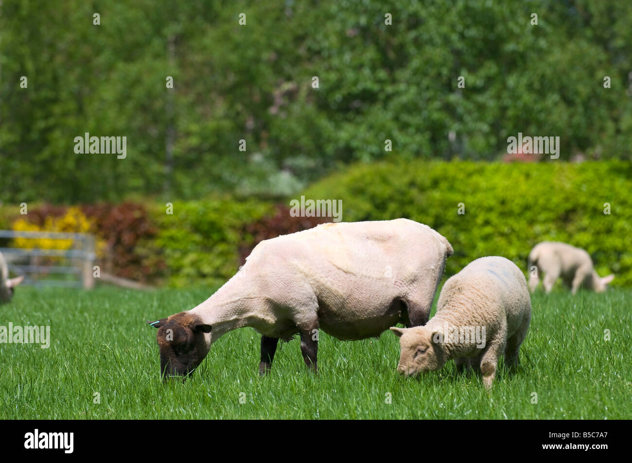Shorn sheep hi-res stock photography and images - Alamy