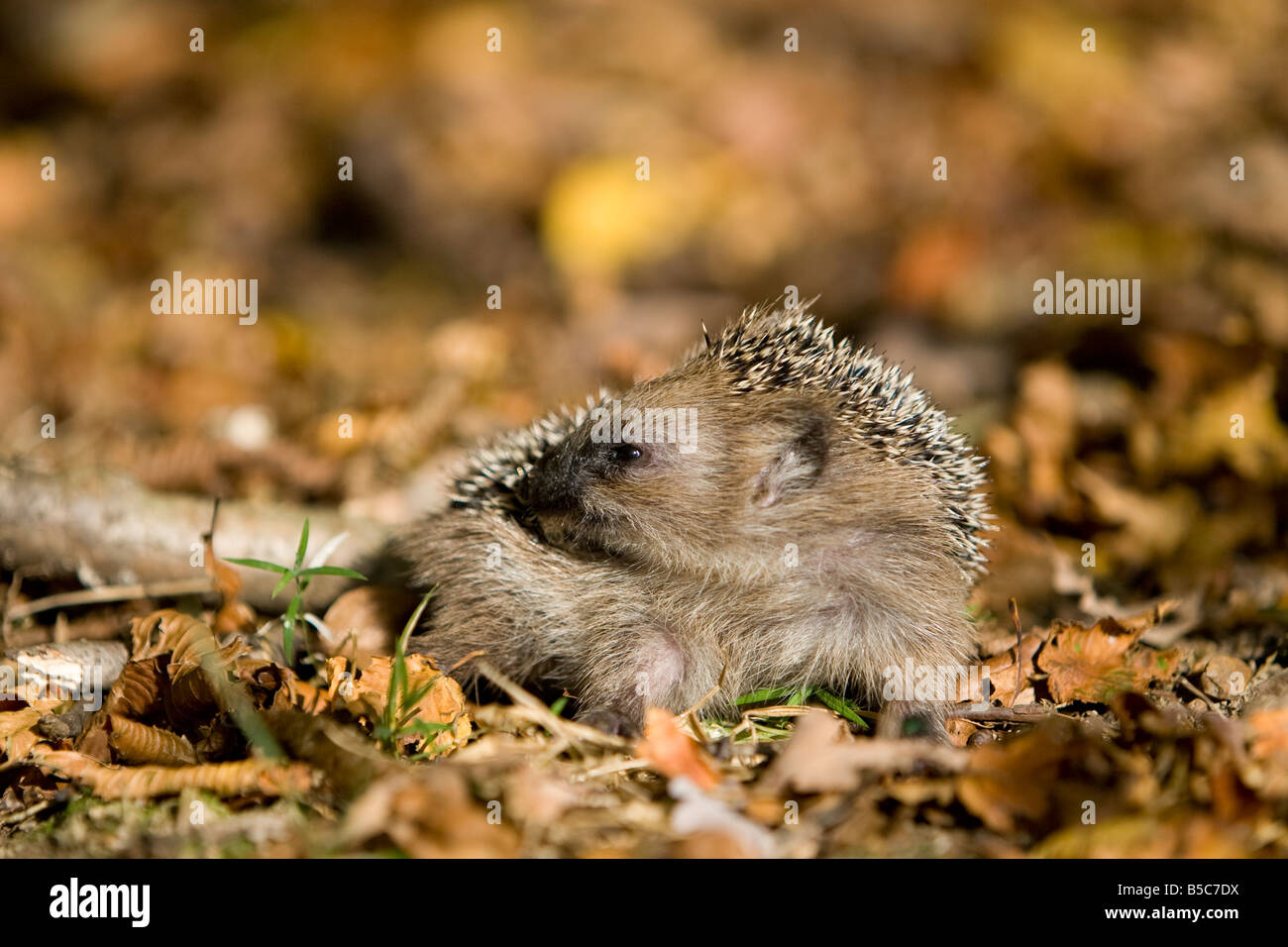 Igel wald hi-res stock photography and images - Alamy