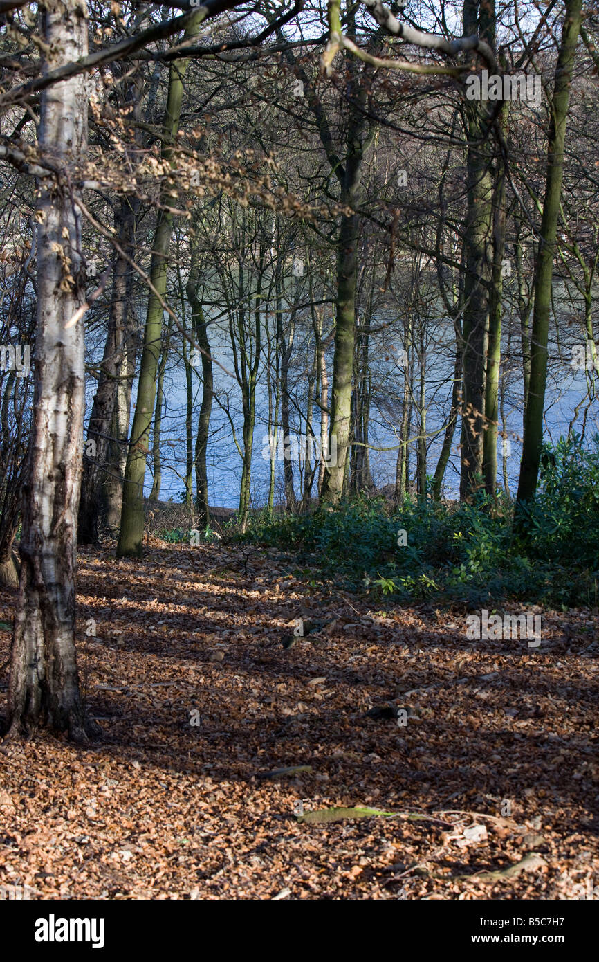 Tree scape hi-res stock photography and images - Alamy