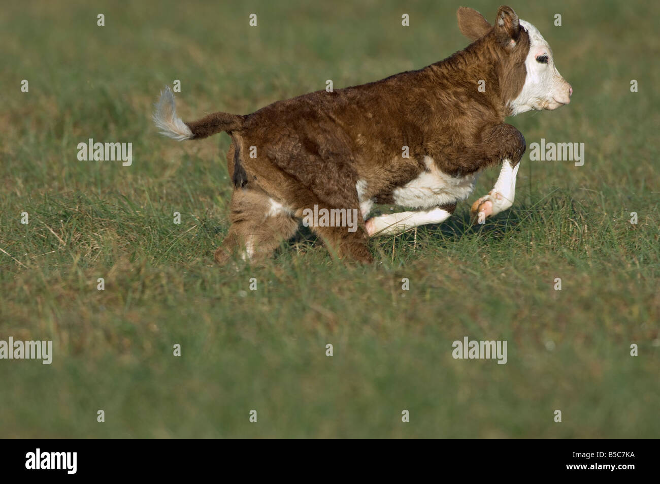 Frolicing hi-res stock photography and images - Alamy