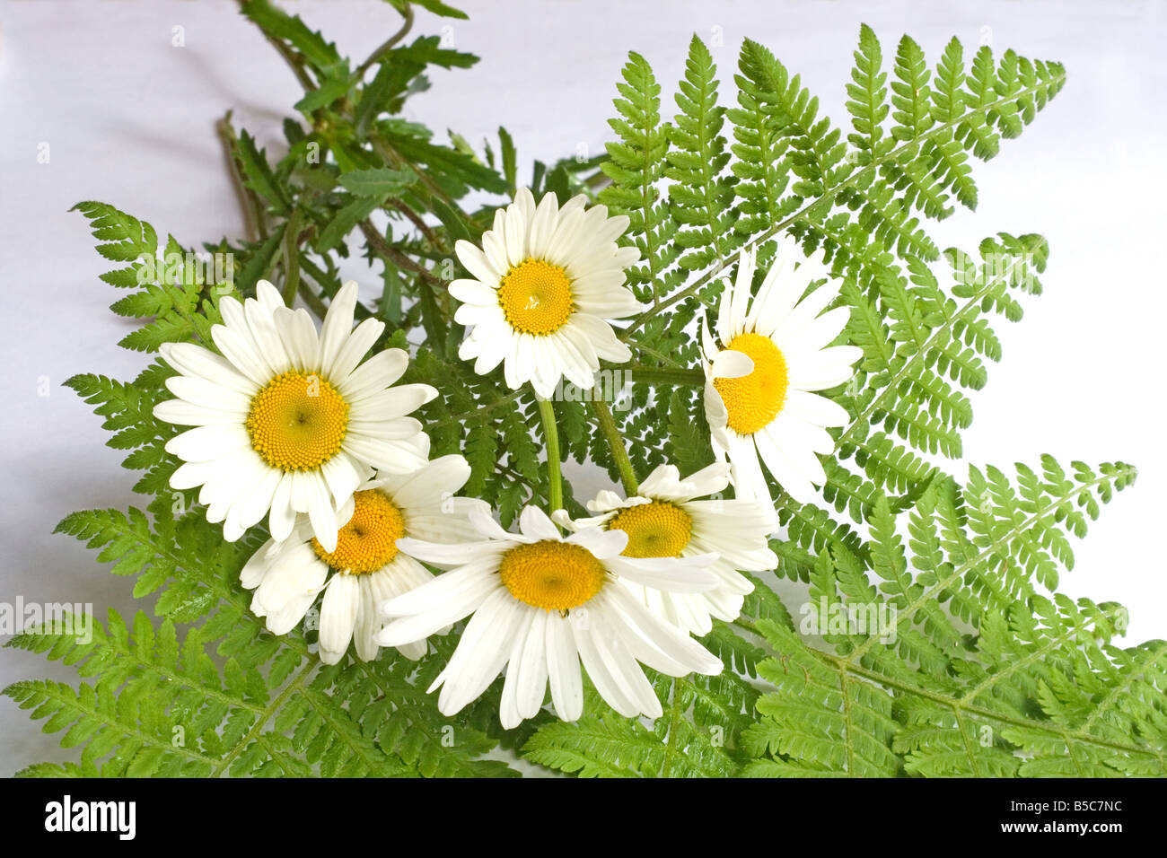 Close up fern wildflower hi-res stock photography and images - Alamy