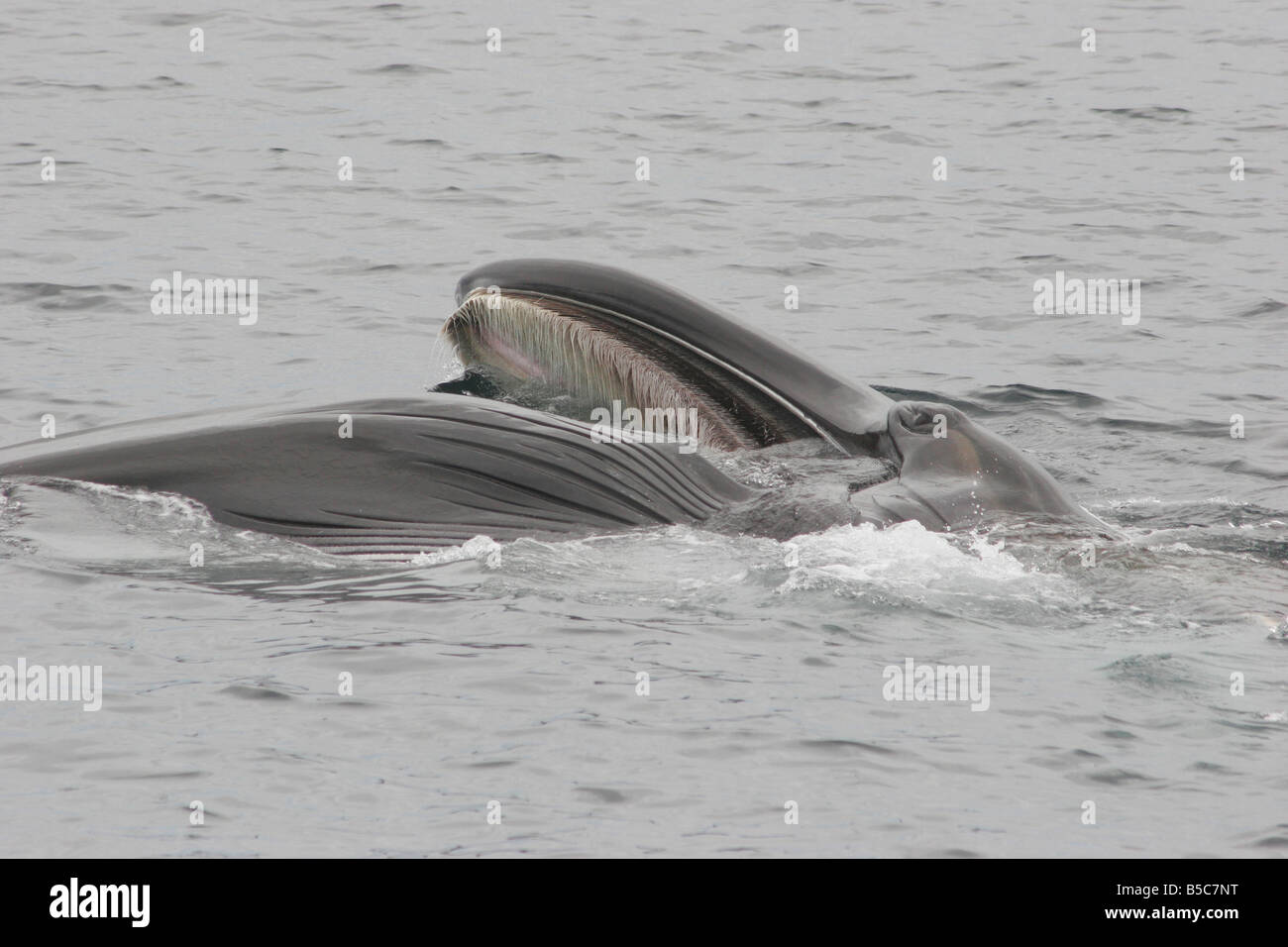 Fin whale feeding at the surface in the North Atlantic Ocean Stock ...